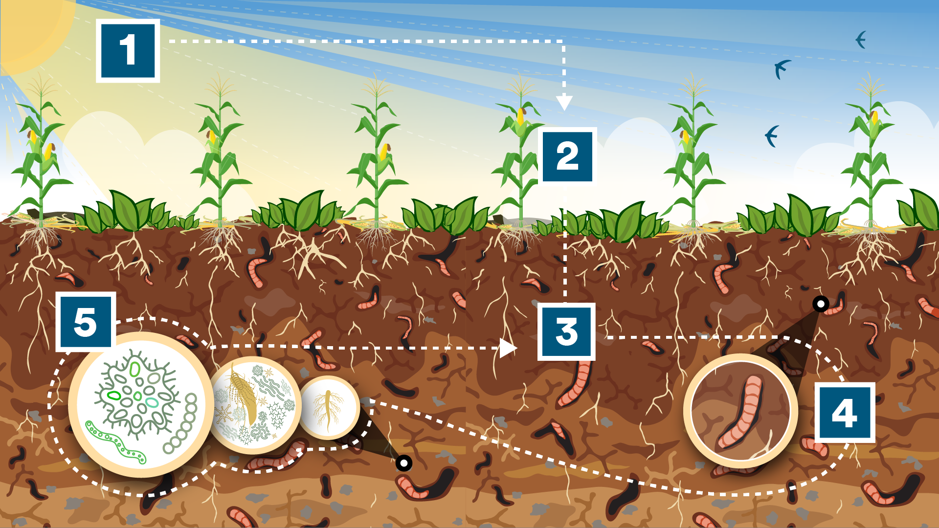 How Does Soil Carbon Sequestration Work?